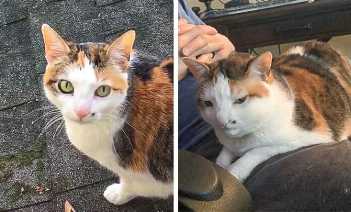 18 imagini cu animale care s-au născut pentru a-și surprinde stăpânii