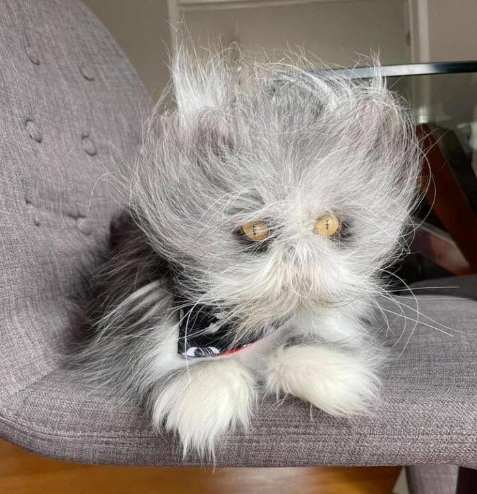 18 imagini cu animale care s-au născut pentru a-și surprinde stăpânii