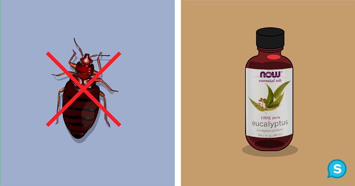 Soluții ingenioase pentru a scăpa de insectele din casă