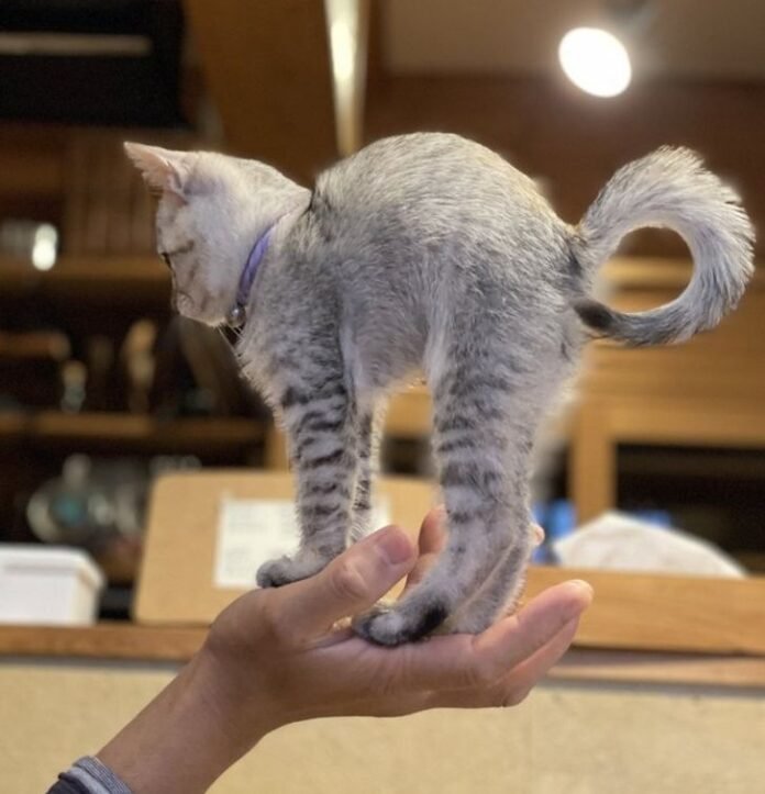 18 imagini cu animale care s-au născut pentru a-și surprinde stăpânii